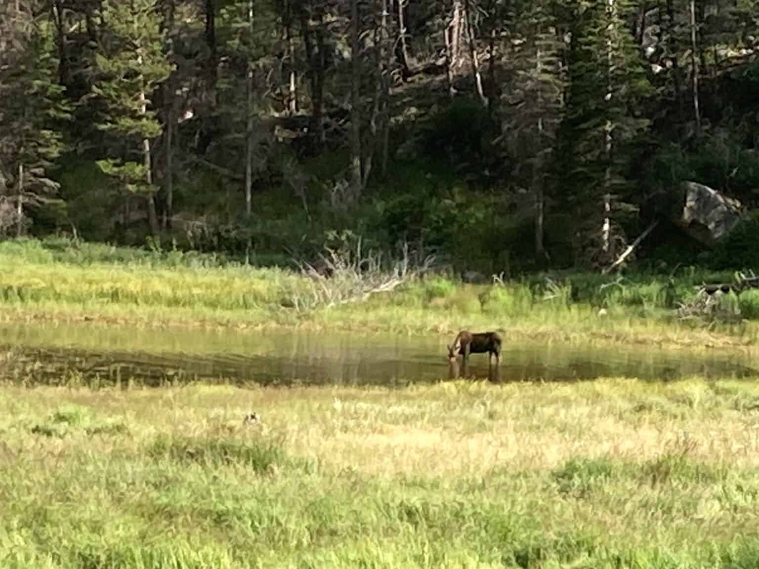 Moose in Rocky Mountain National Park: How to Spot One!