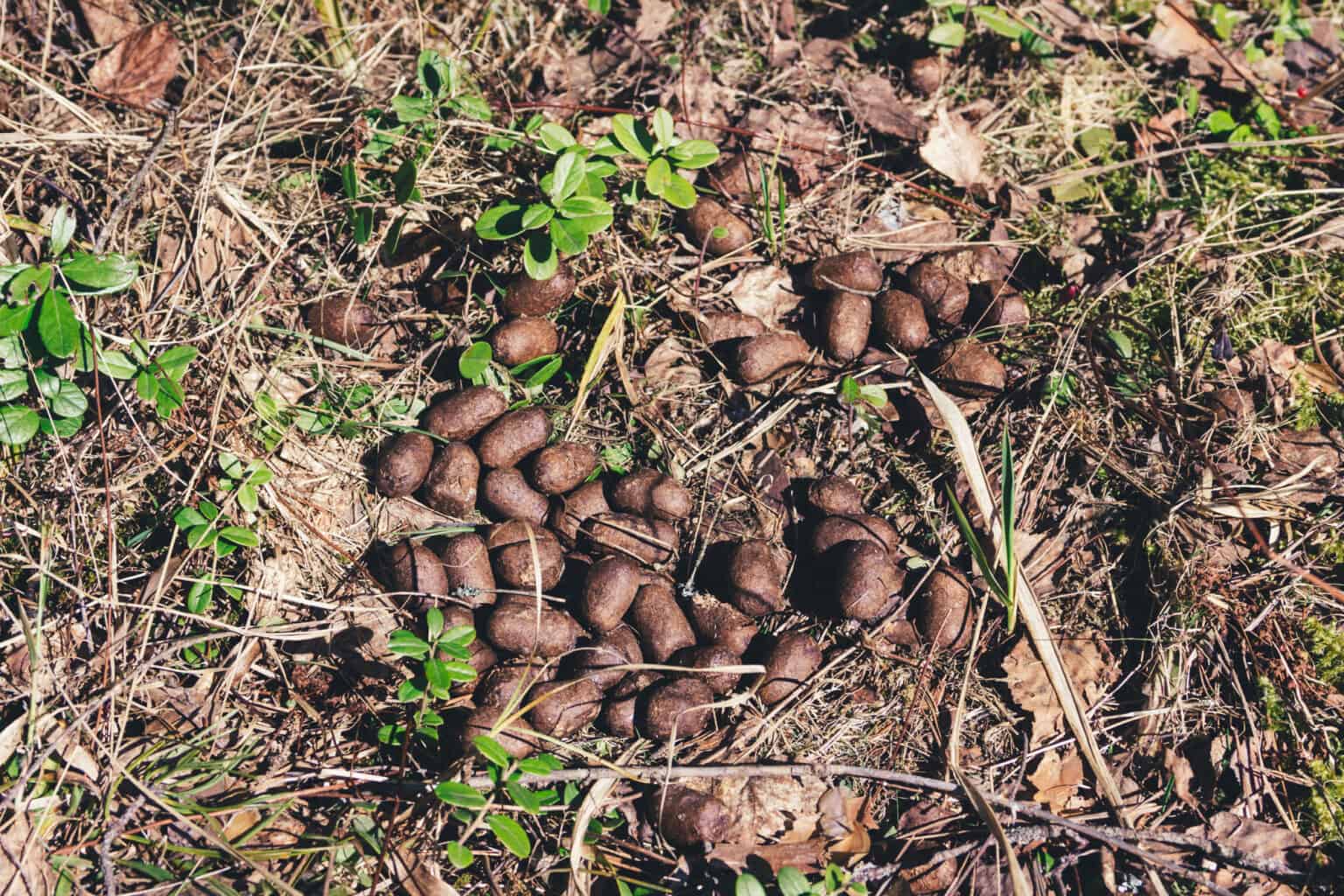 Moose in Rocky Mountain National Park: How to Spot One!