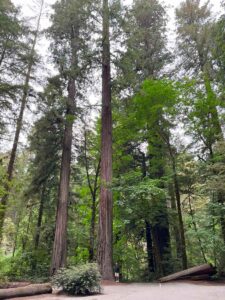 Guide to Stout Grove Trail: The Best Place to Explore the Giants