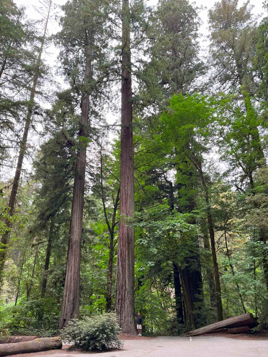 Guide to Stout Grove Trail: The Best Place to Explore the Giants