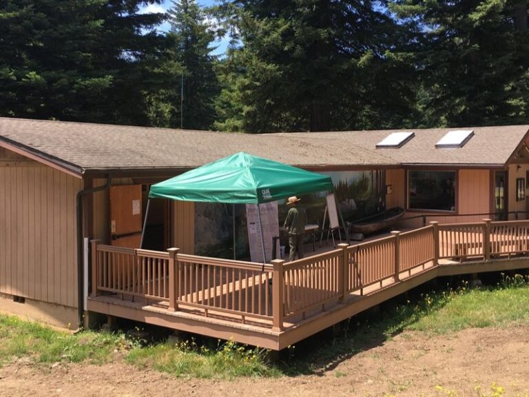 Guide to Stout Grove Trail: The Best Place to Explore the Giants