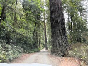 Guide to Stout Grove Trail: The Best Place to Explore the Giants