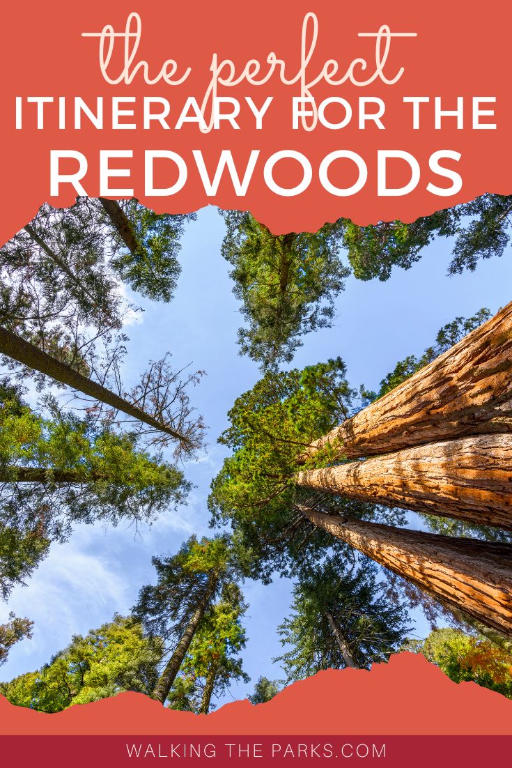 Explore the Giants: The Perfect Redwood National Park Itinerary