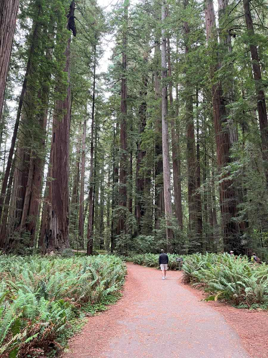 Guide to Stout Grove Trail: The Best Place to Explore the Giants