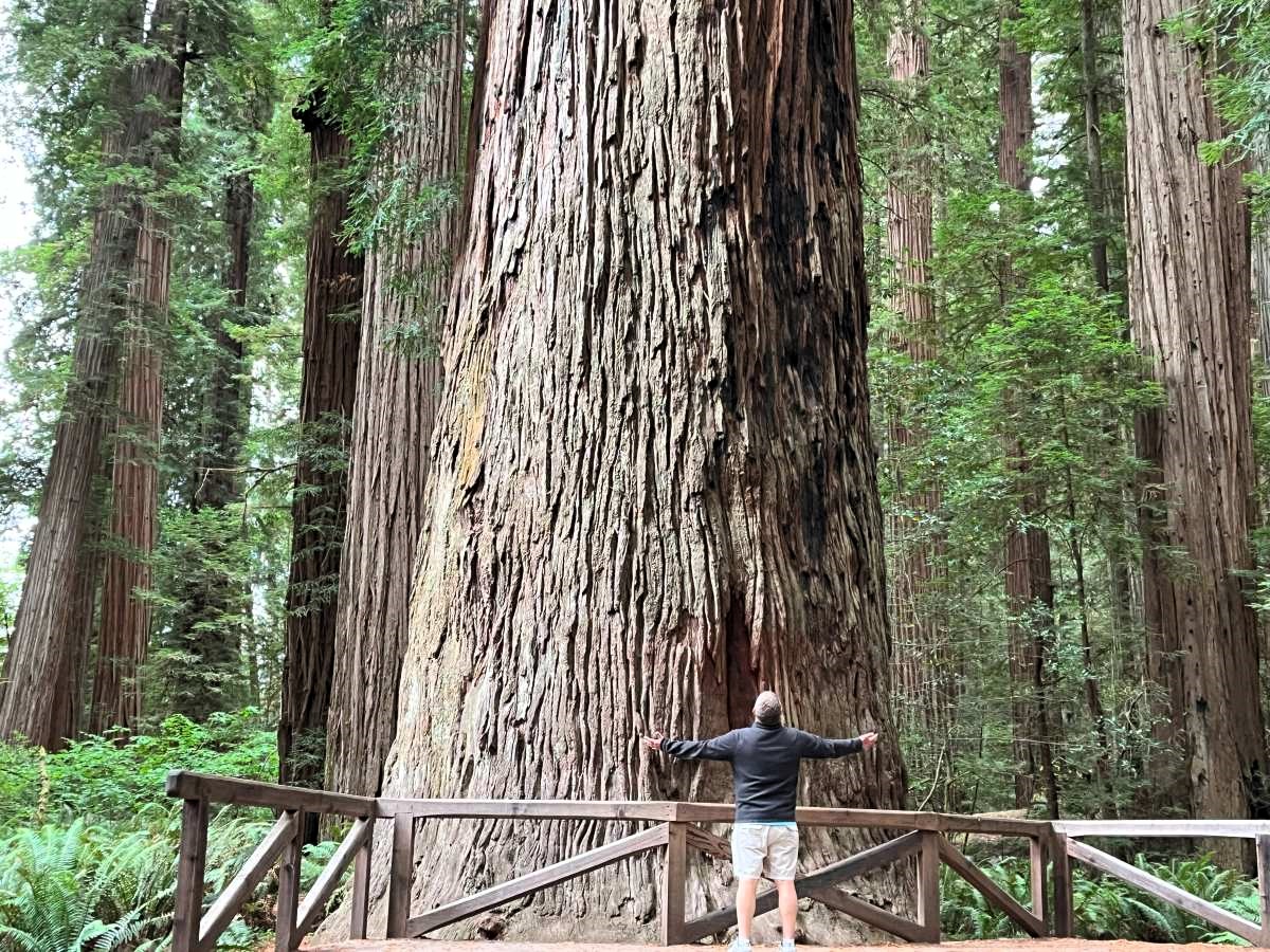 Guide to Stout Grove Trail: The Best Place to Explore the Giants