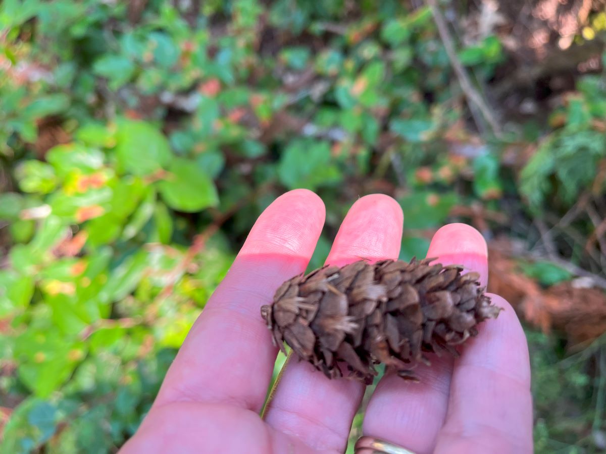 27 Interesting Facts About Redwood National Park that will Amaze