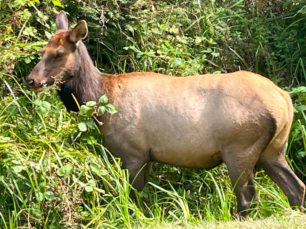 27 Interesting Facts About Redwood National Park that will Amaze